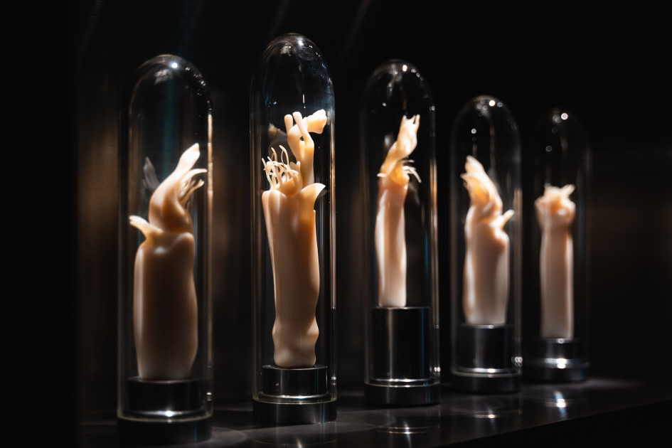 GUM opent PHALLUS. Norm & Vorm | GUM - Gents Universiteitsmuseum