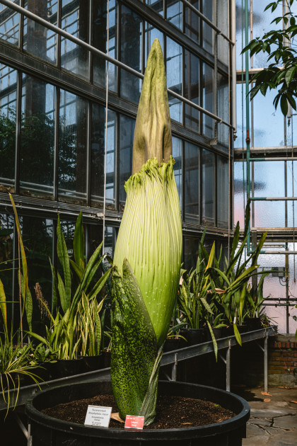 Reuzenaronskelk bloeit in de Gentse Plantentuin | GUM - Gents ...